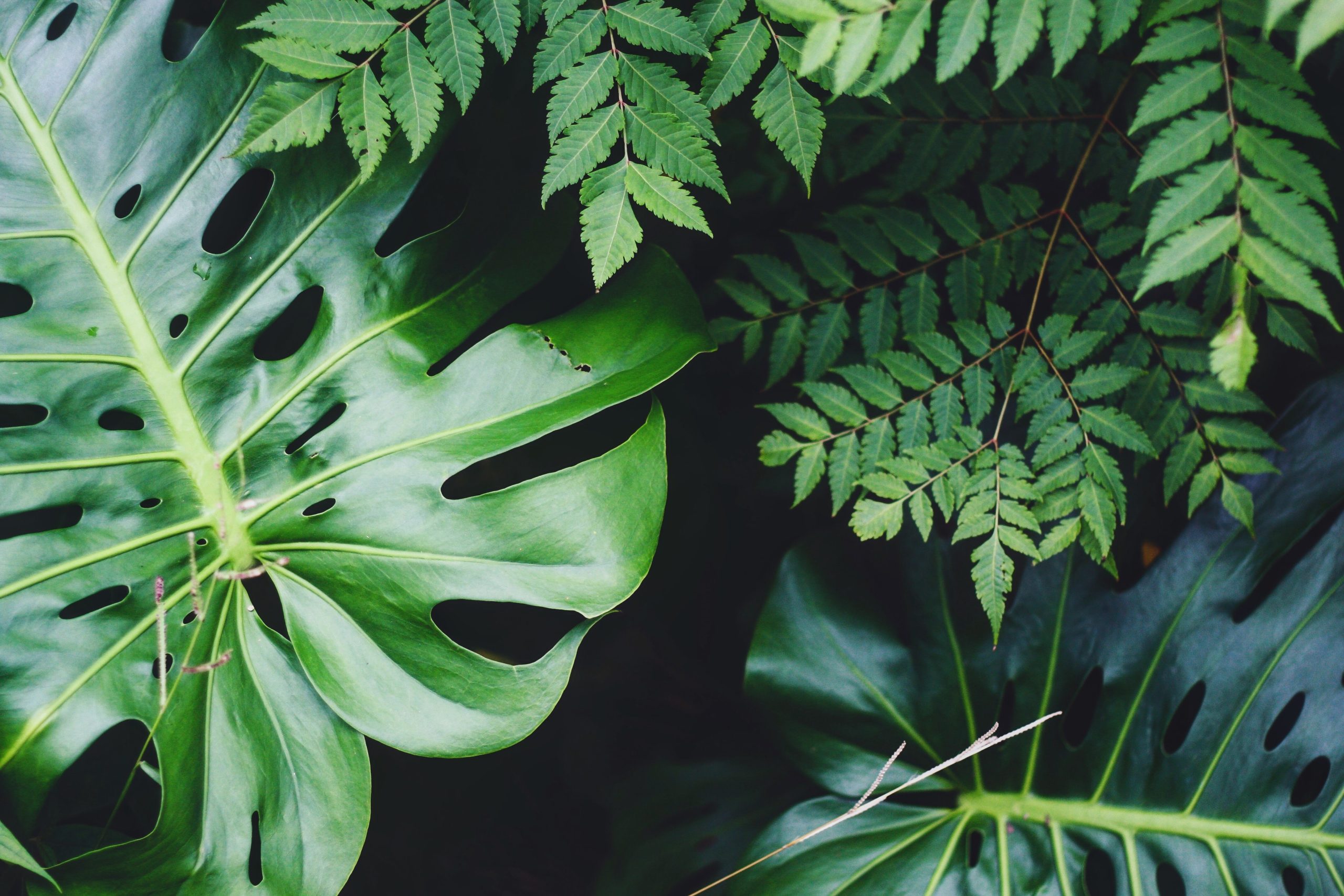 How to Become a Botanist - CareerGuide