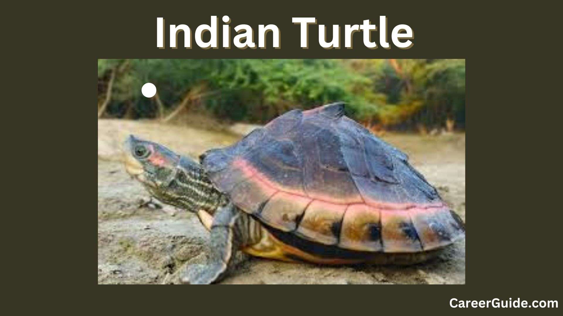Indian Turtle: Protection and Conservation, Habitat and Distribution ...